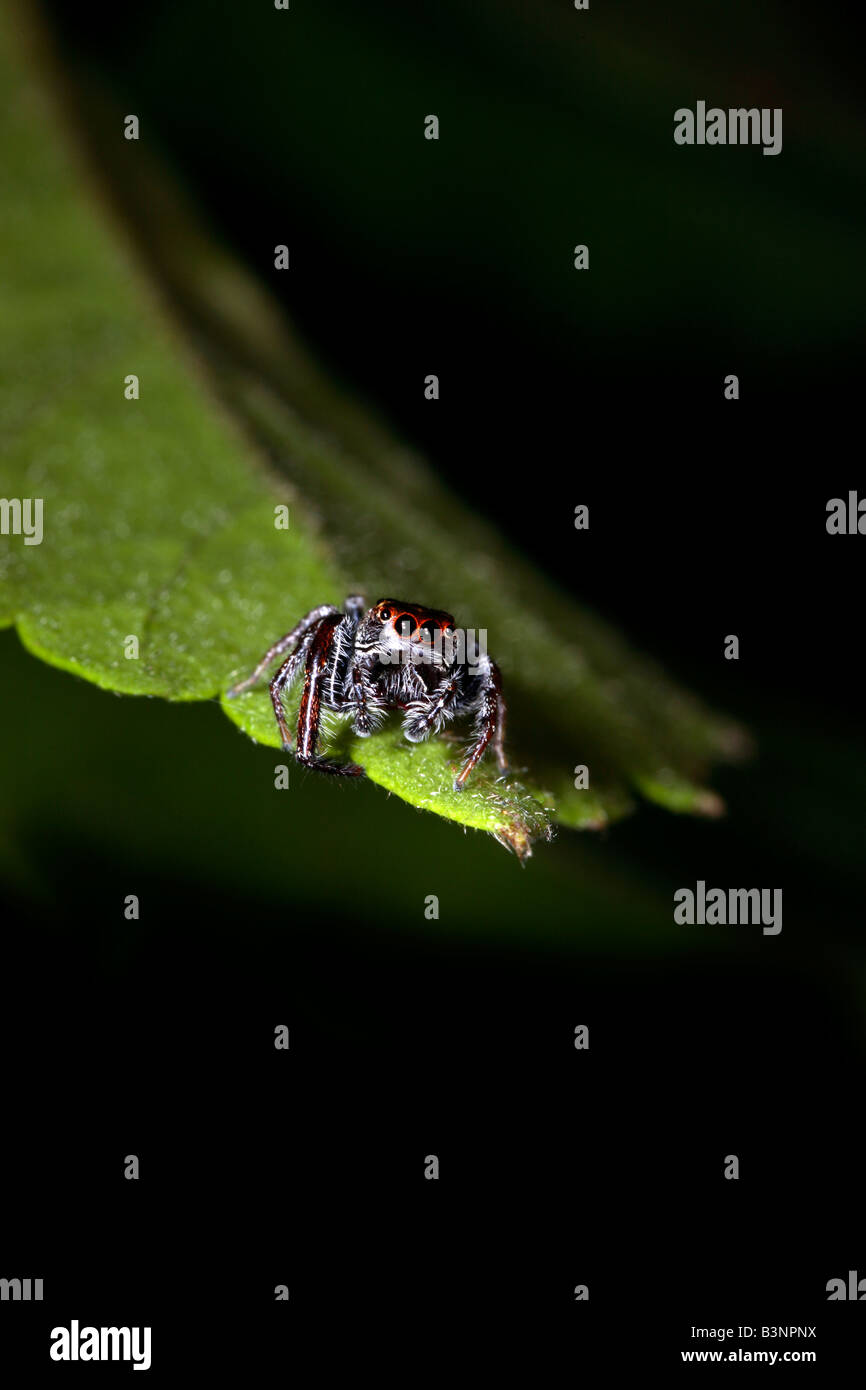 Jumping spider (family Salticidae), on leaf New South Wales, Australia ...