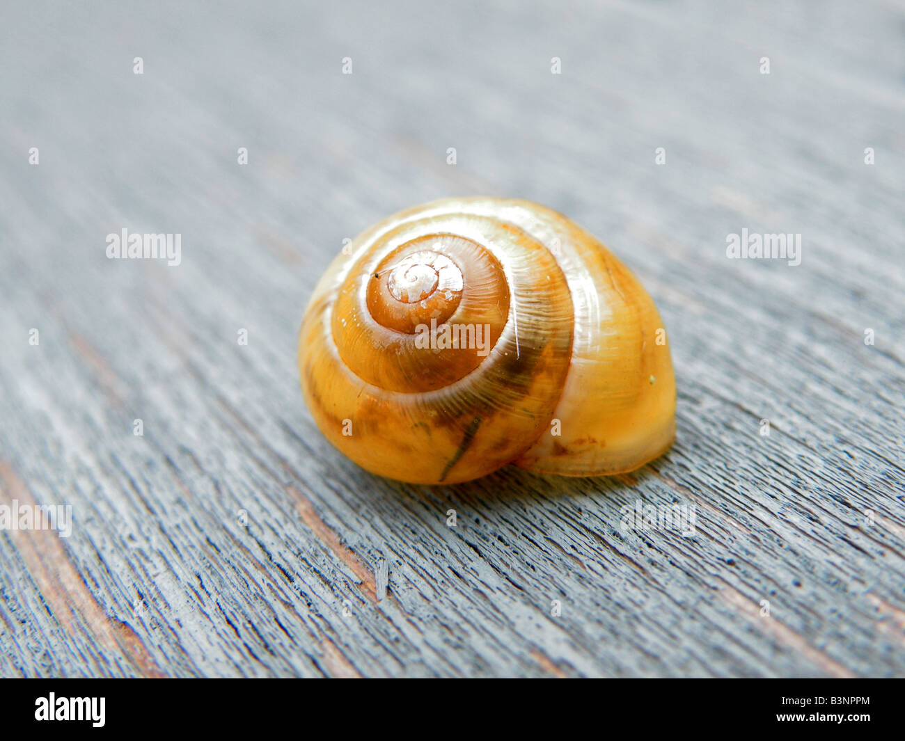A yellow snail on a blue table Stock Photo - Alamy