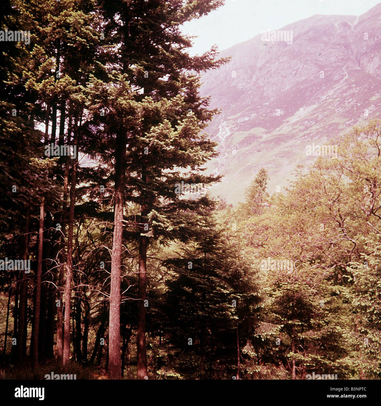 Forest of Glen Coe Scotland fir trees mountains 1961 precise date ...