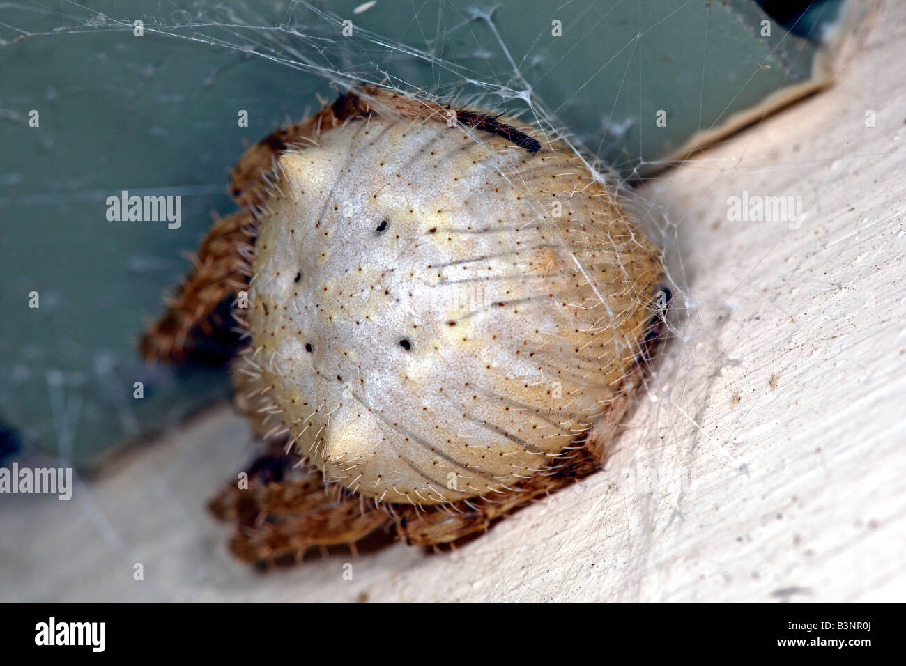 Female Garden spider (Eriophora transmarinas formerly Araneus ...