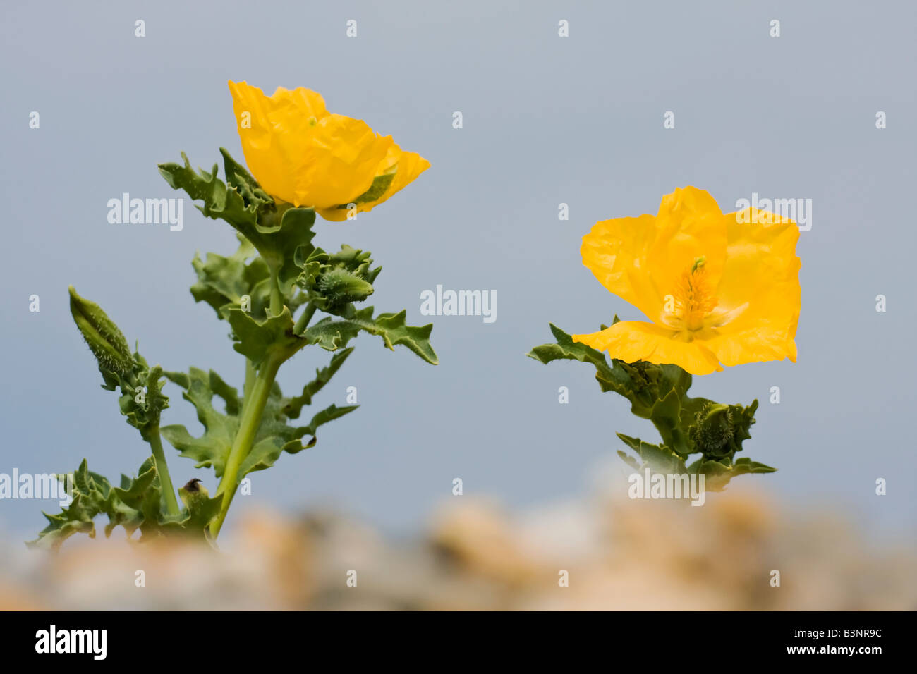 Yellow horned Poppy Stock Photo - Alamy
