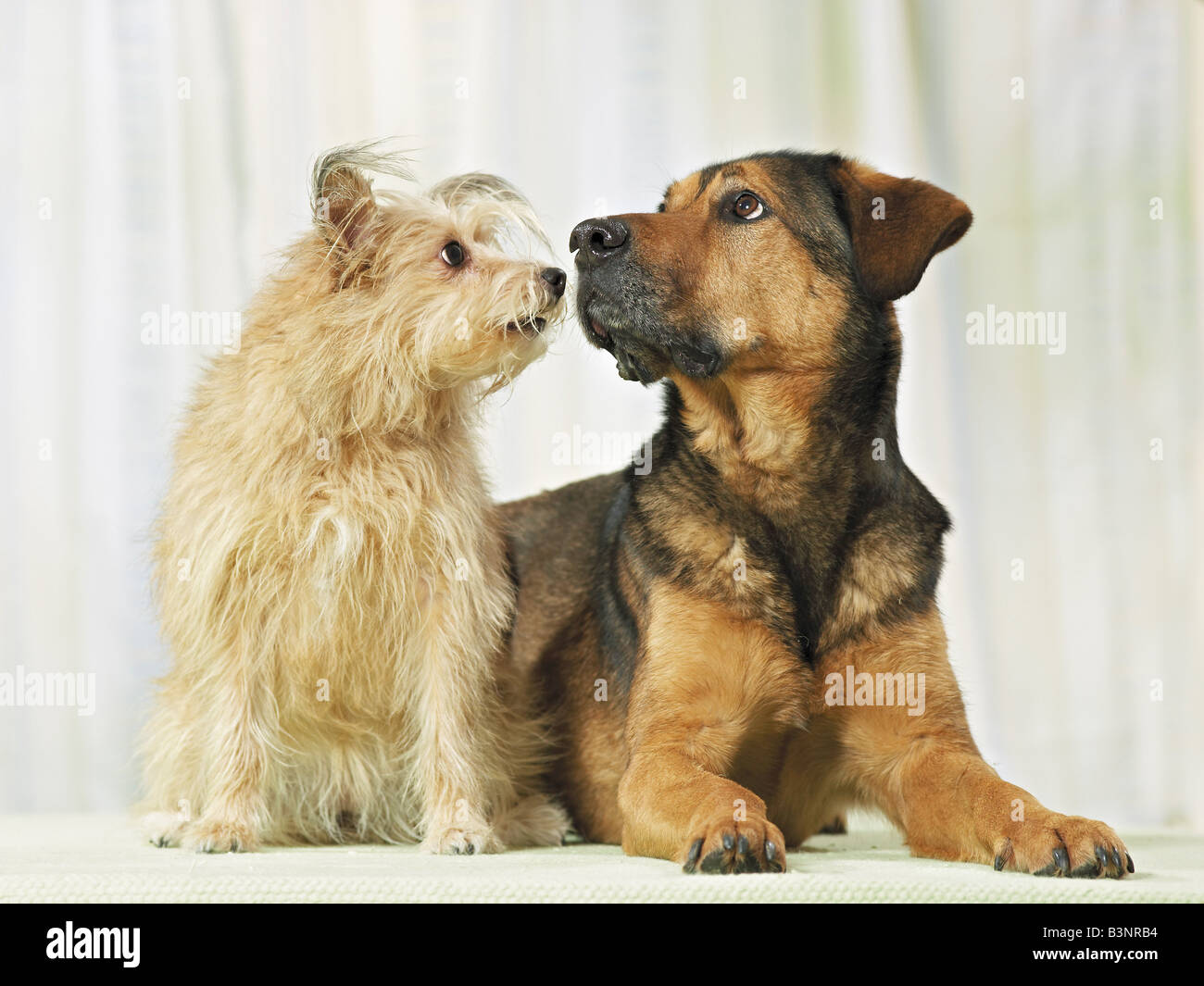 two half breed dogs Stock Photo - Alamy