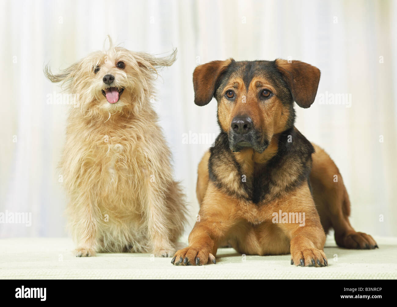 two half breed dogs Stock Photo - Alamy
