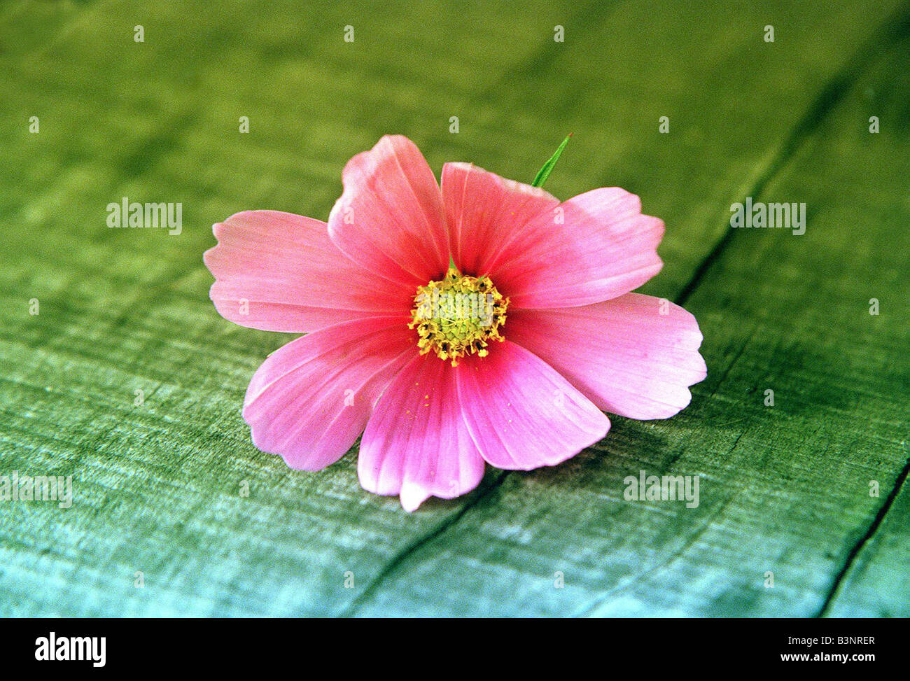 Pink Flower Drew Davies collection Stock Photo - Alamy
