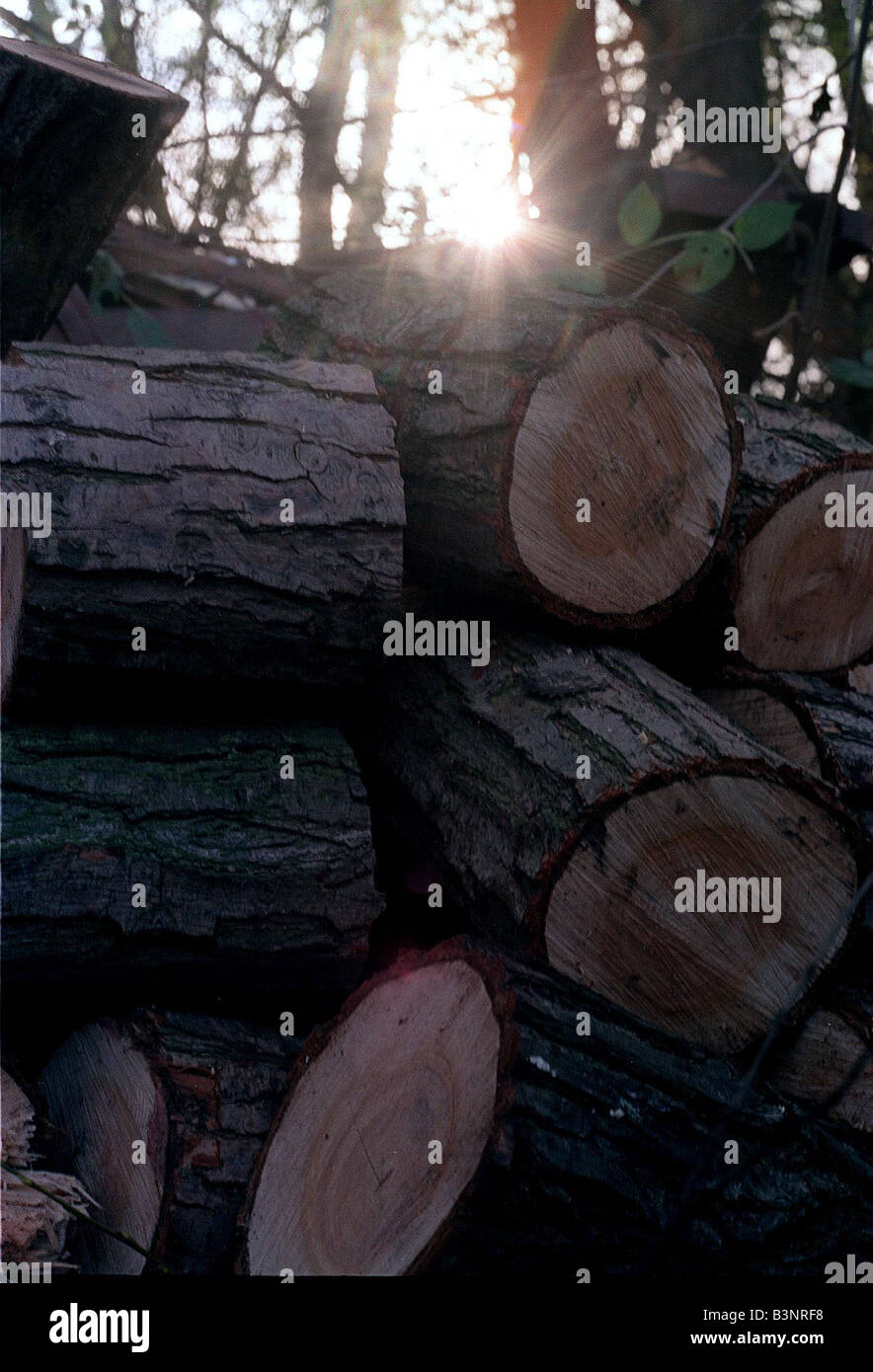 Trees Logs in wood Stock Photo - Alamy