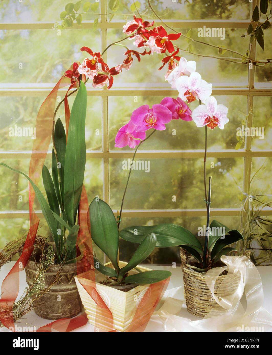 different orchids at the window Stock Photo - Alamy