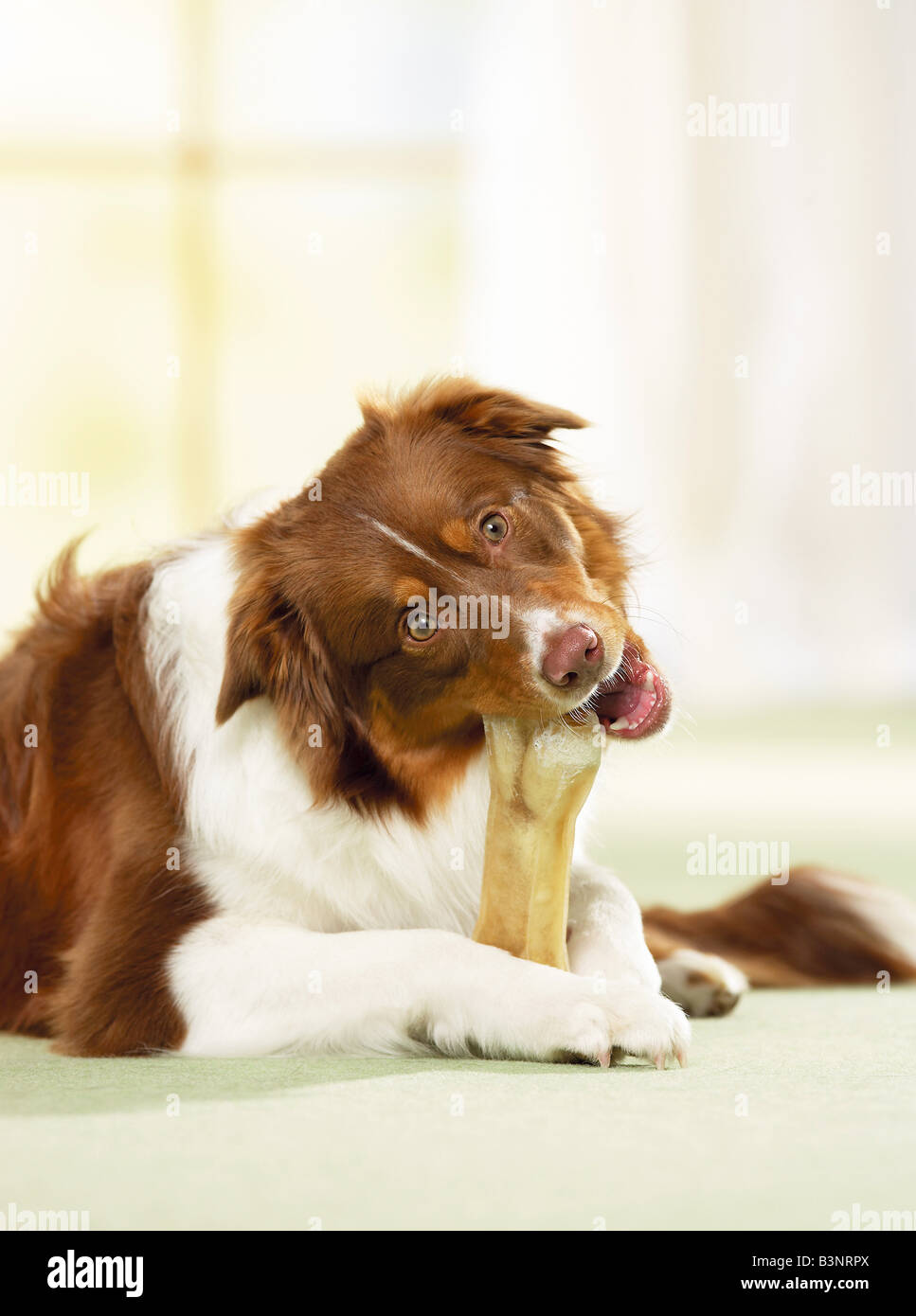 Australian Shepherd chewing a bone Stock Photo - Alamy