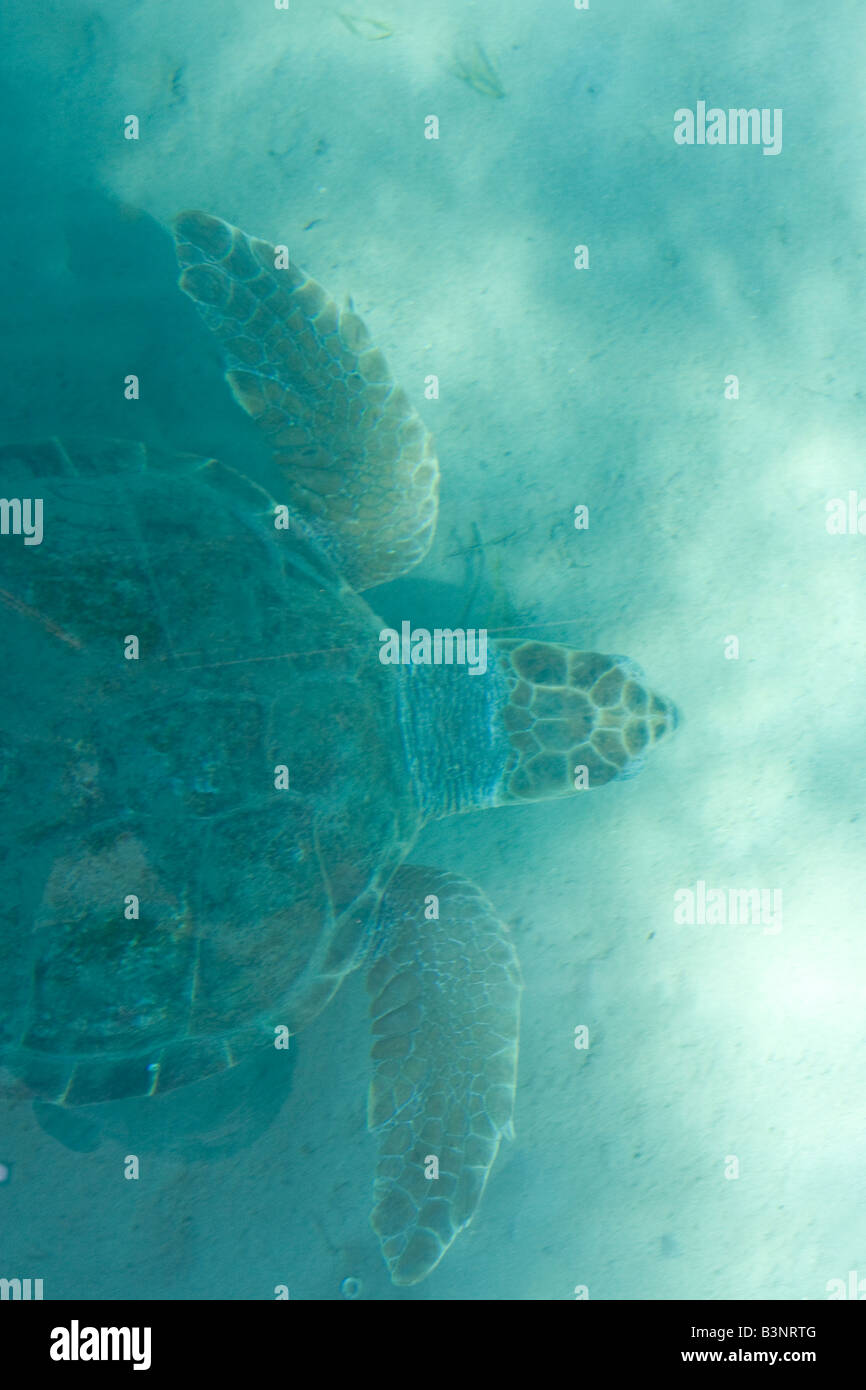 Loggerhead Turtle through glass bottom boat Stock Photo - Alamy