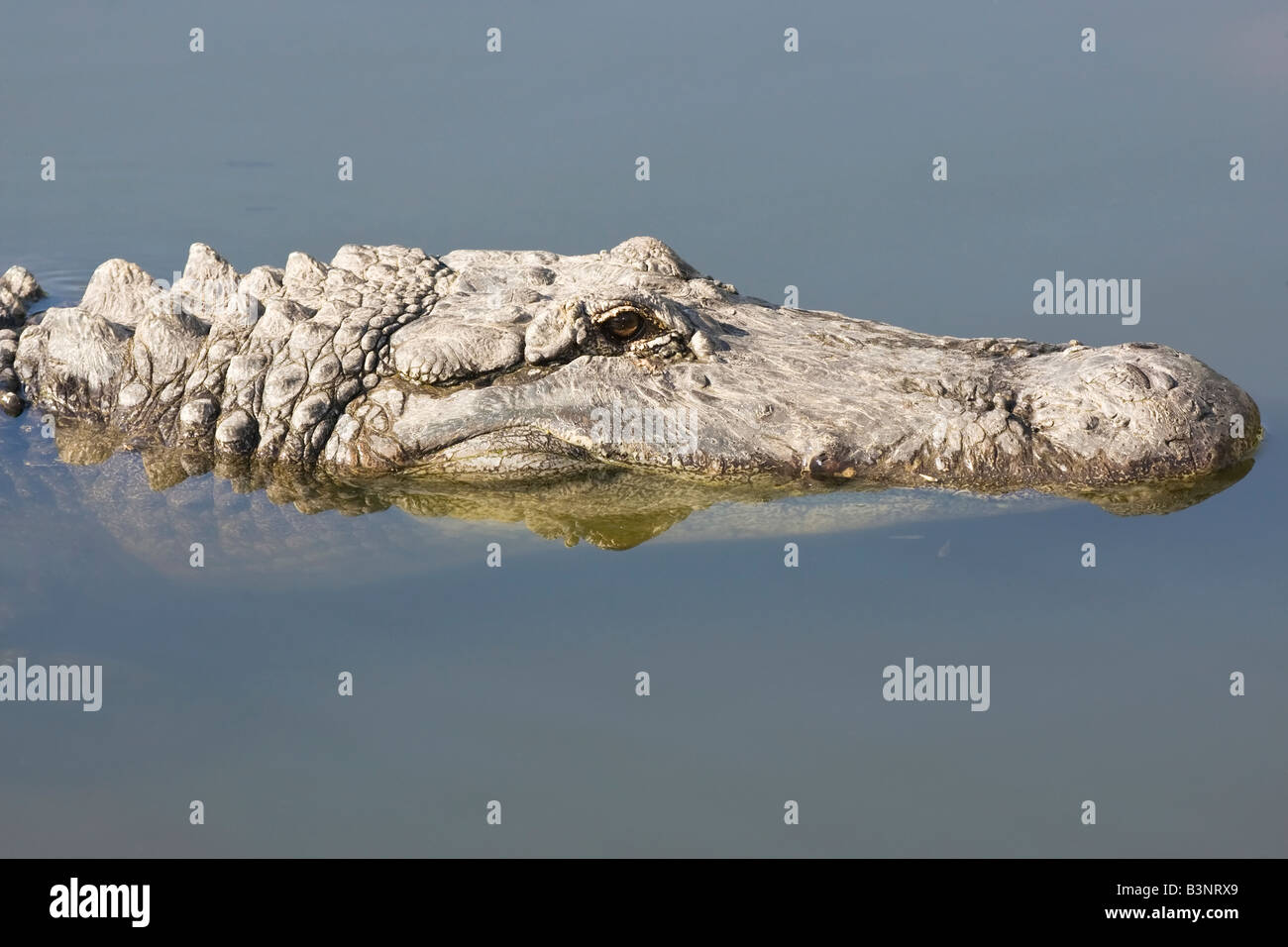 Alligator face hi-res stock photography and images - Alamy