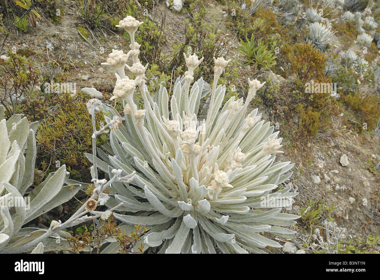 Frailejon plants hi-res stock photography and images - Alamy