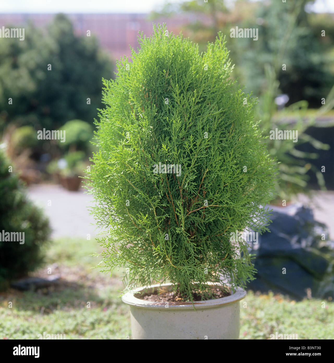 small Thuja in pot Stock Photo - Alamy