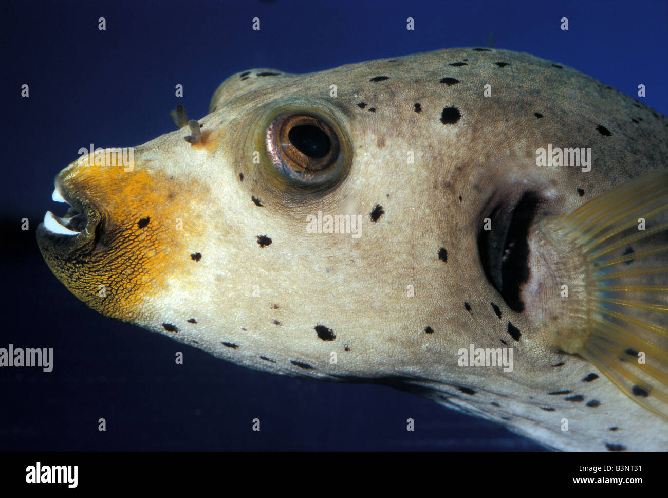 Arothron nigropunctatus, Blackspotted Pufferfish, Tetraodontidae Stock ...