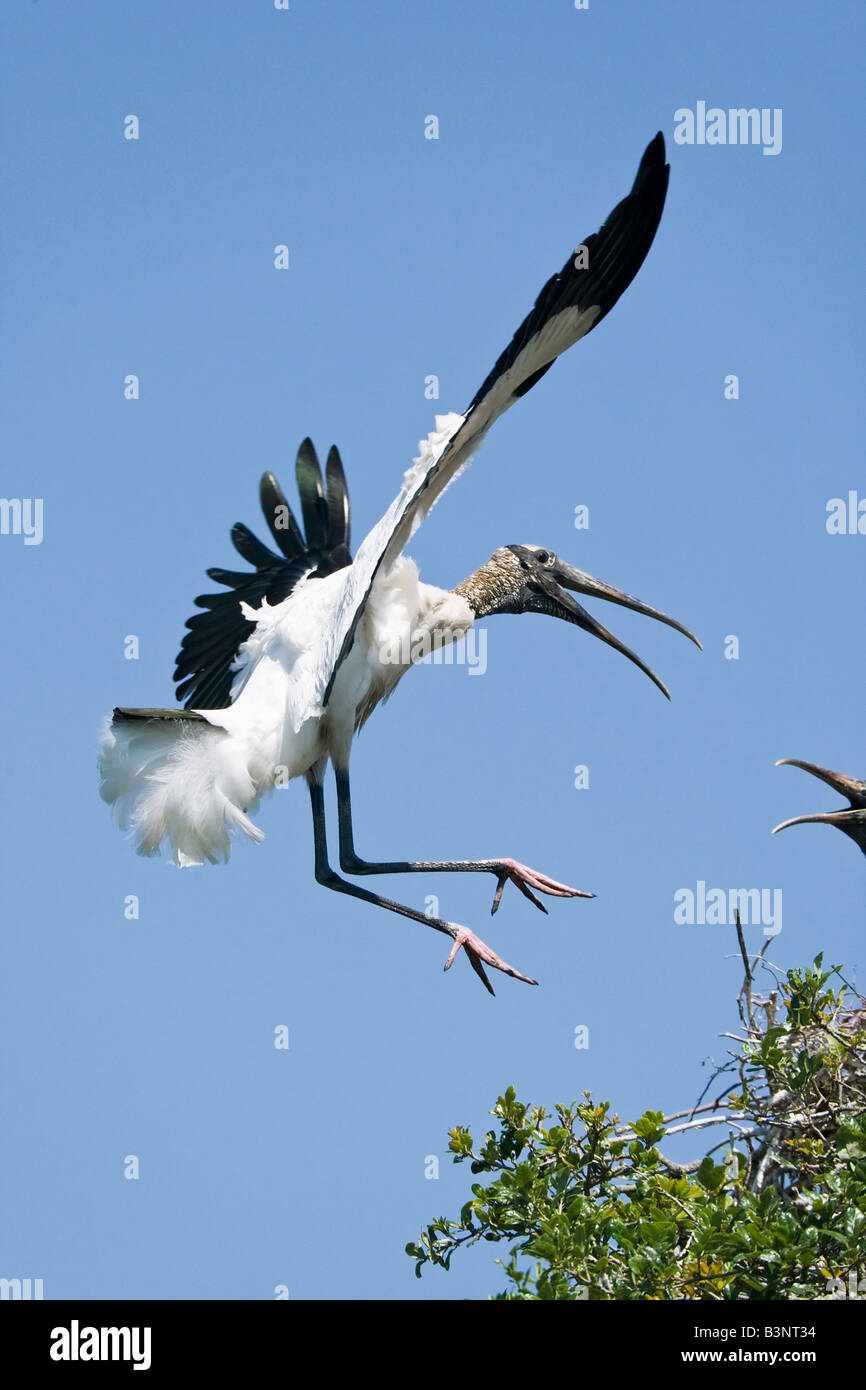 North american stork hi-res stock photography and images - Alamy