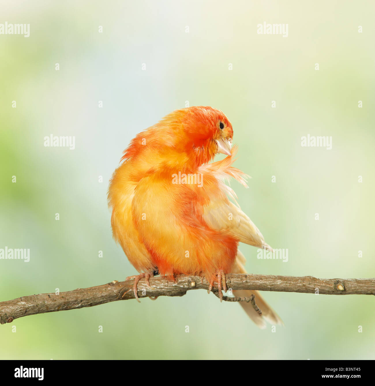 canary - sitting on branch Stock Photo - Alamy