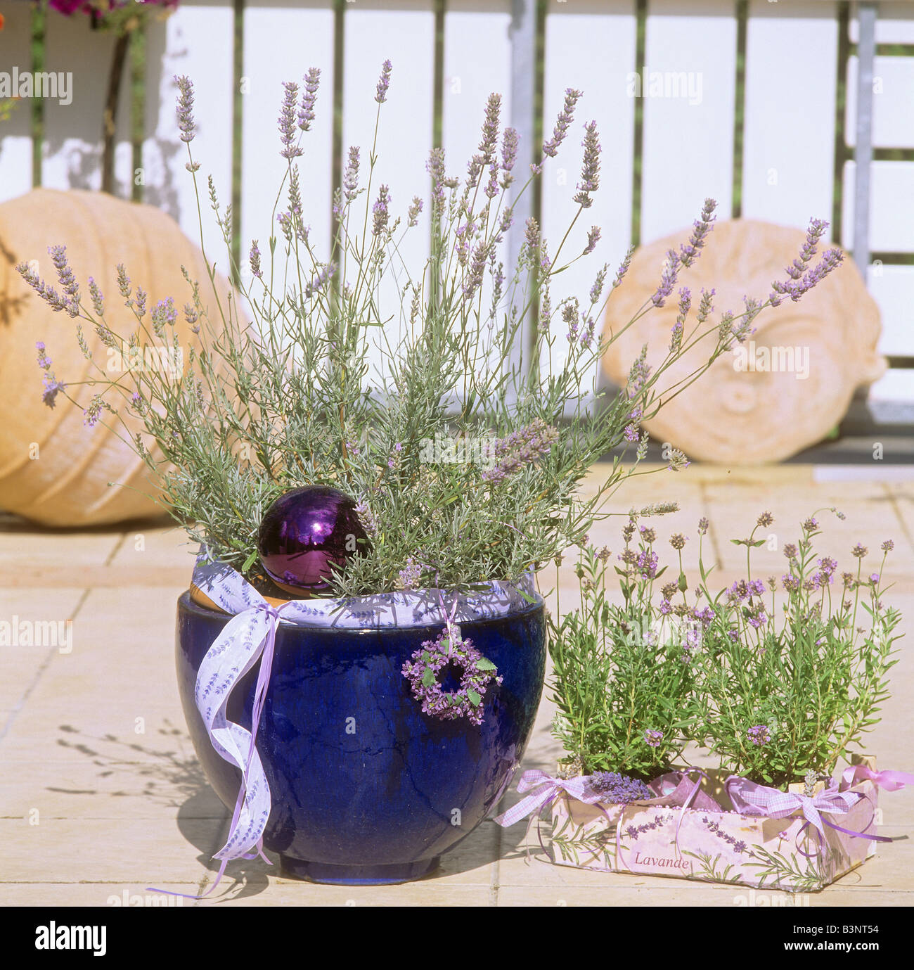 lavender in pots / Lavandula angustifolia Stock Photo - Alamy