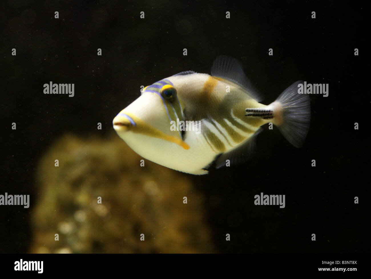 Picasso or Humu Triggerfish Rhinecanthus aculeatus Stock Photo - Alamy