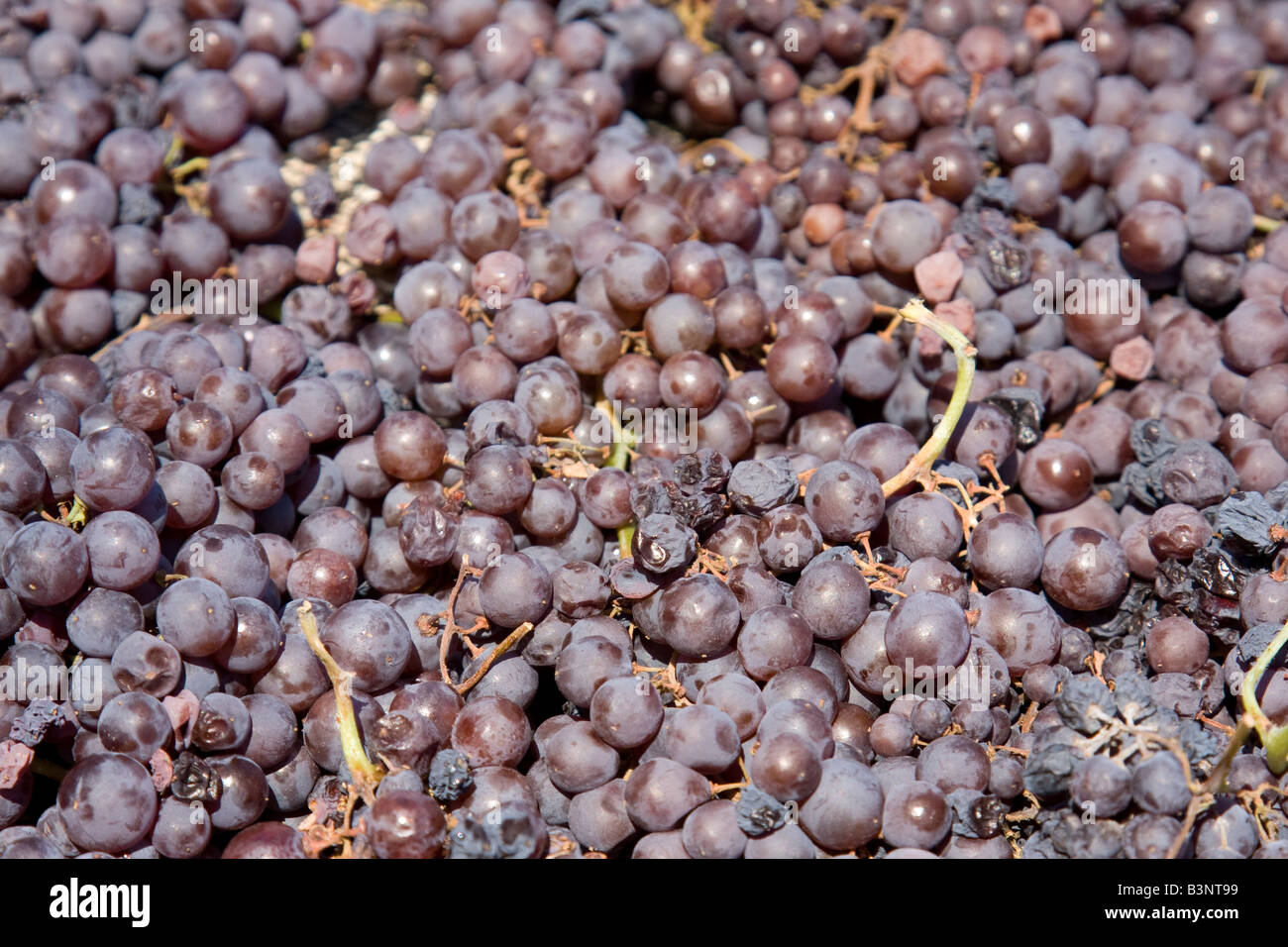 Grapes laid out in the sun to turn into raisins Stock Photo - Alamy