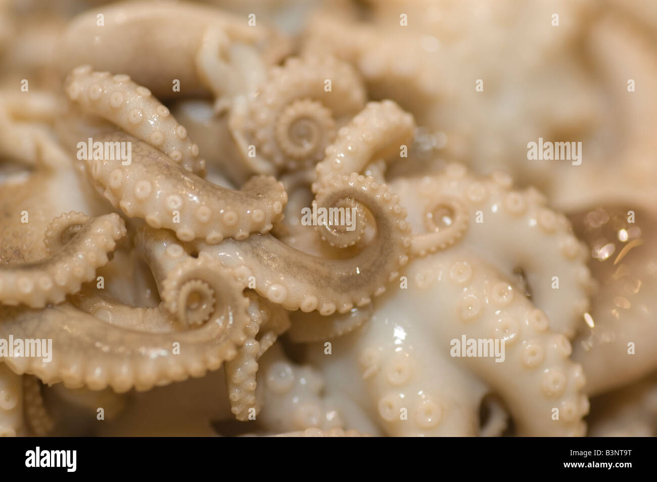 Curled Octopus High Resolution Stock Photography and Images - Alamy