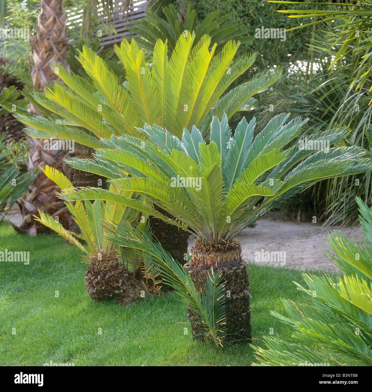Sago palms hi-res stock photography and images - Alamy