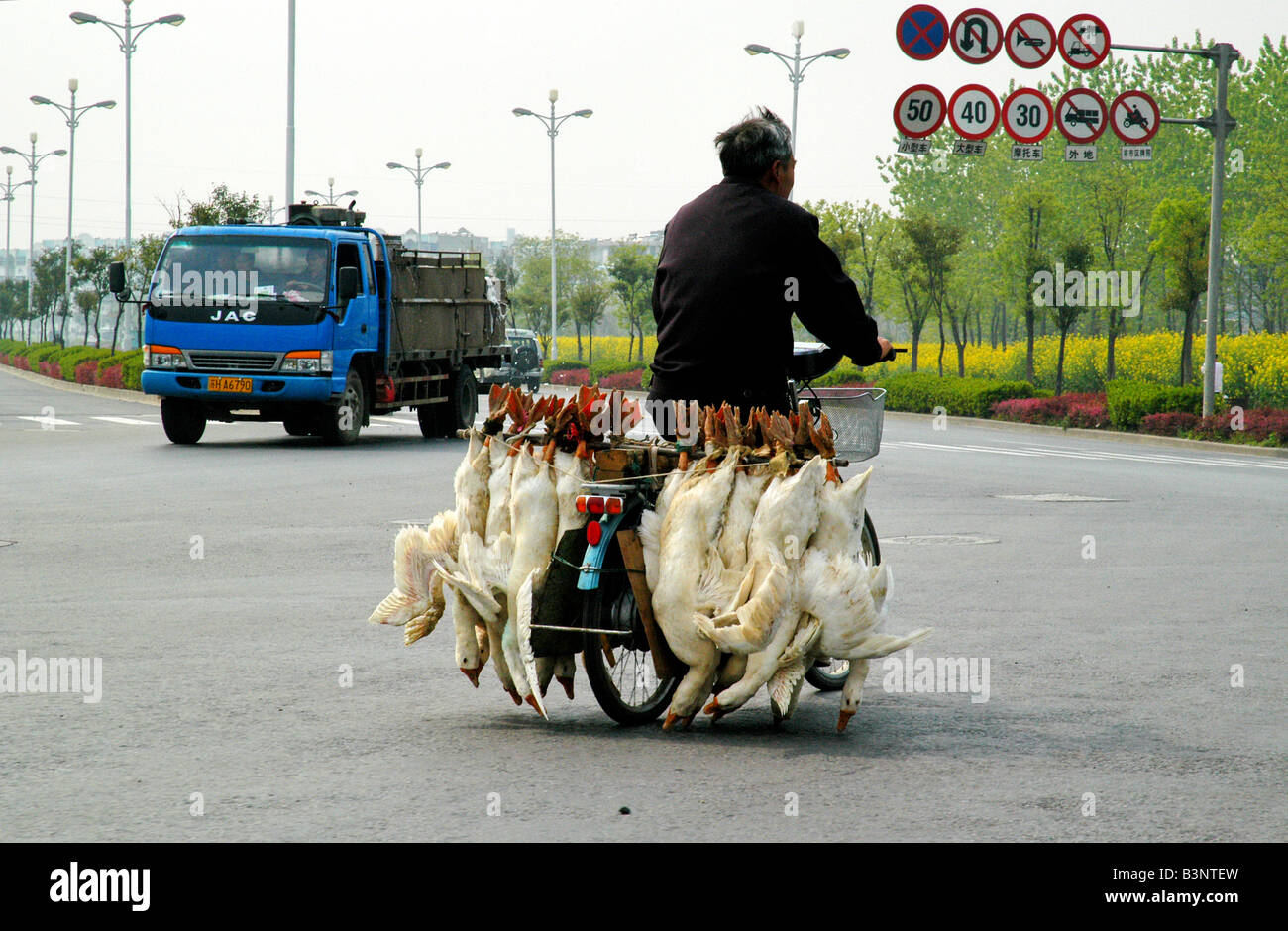 Man on bicycle carrying geese, Yangzhou, Jiangsu province, People's ...