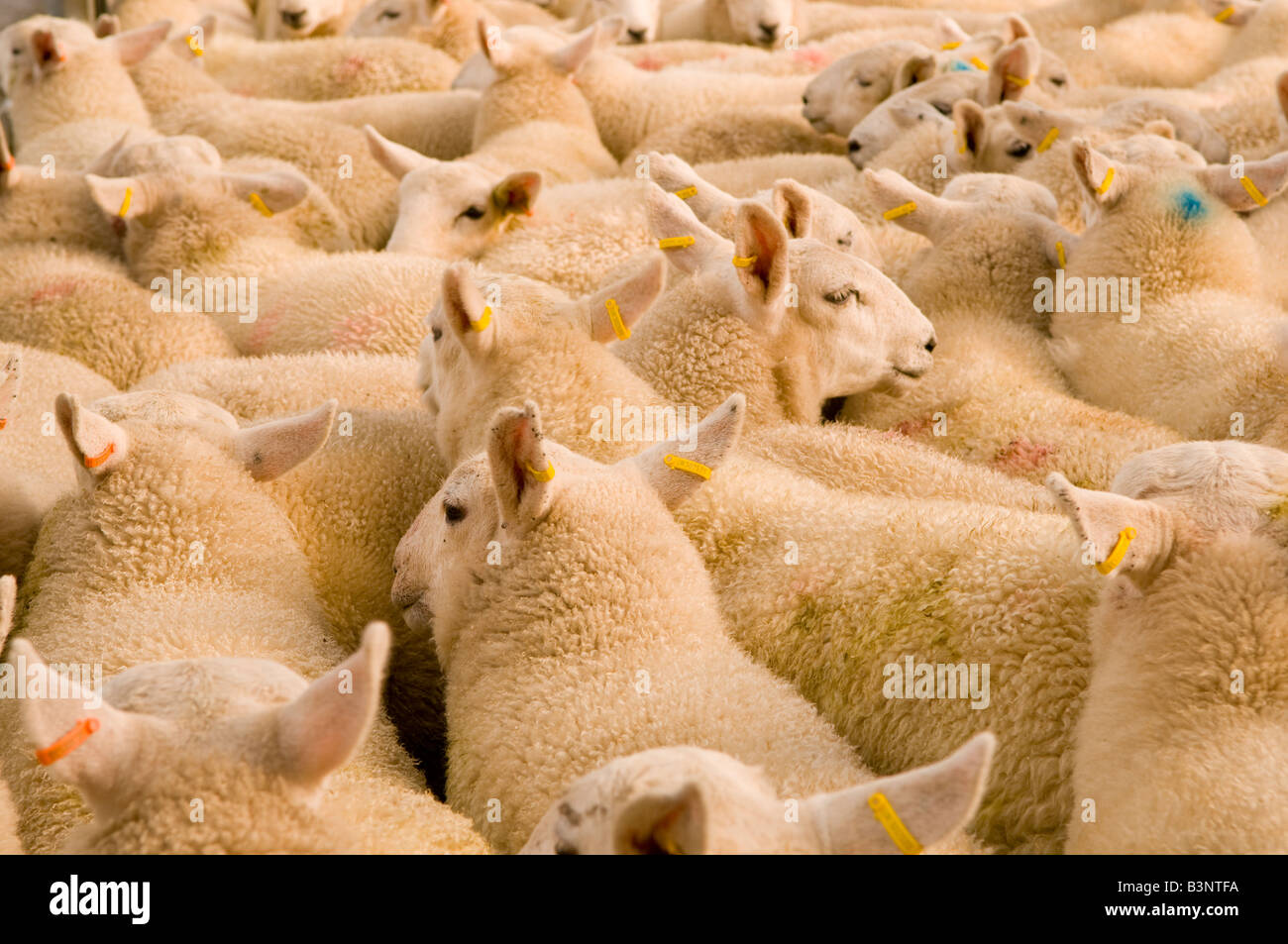 Dingwall auction mart hi-res stock photography and images - Alamy