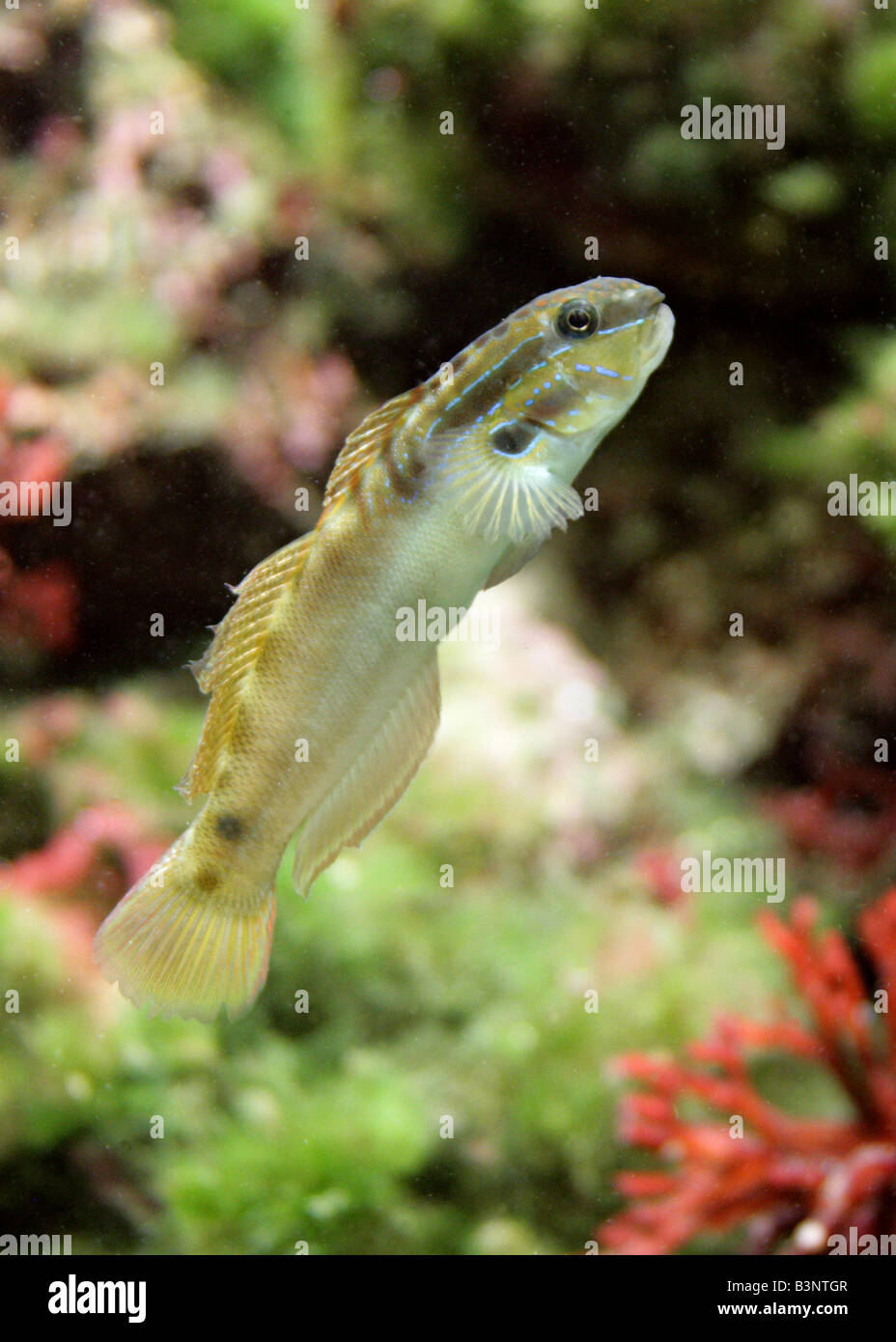 Goby Fish For A Food Web