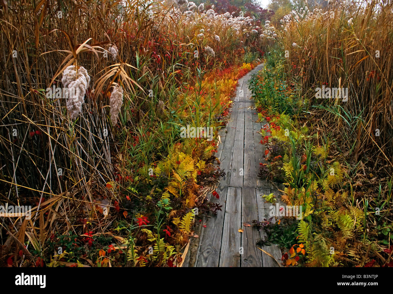 Boardwalk in autumn salt marsh Stock Photo - Alamy