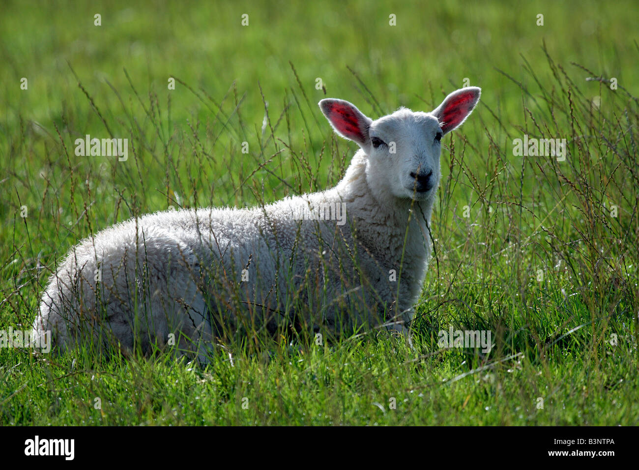 Lamb at pasture Stock Photo - Alamy