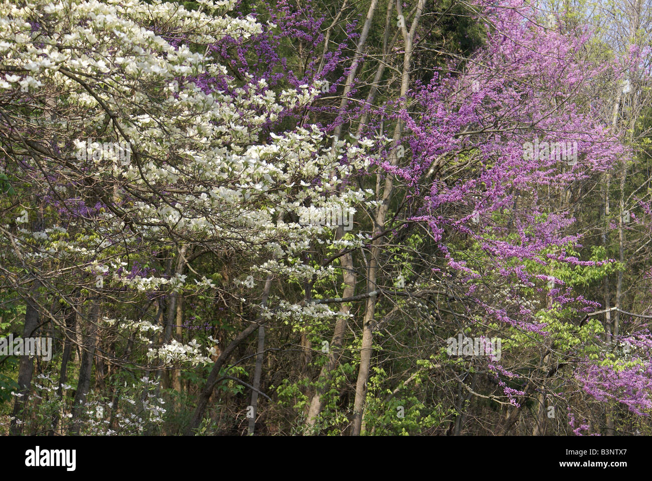 Springtime flowering hi-res stock photography and images - Alamy