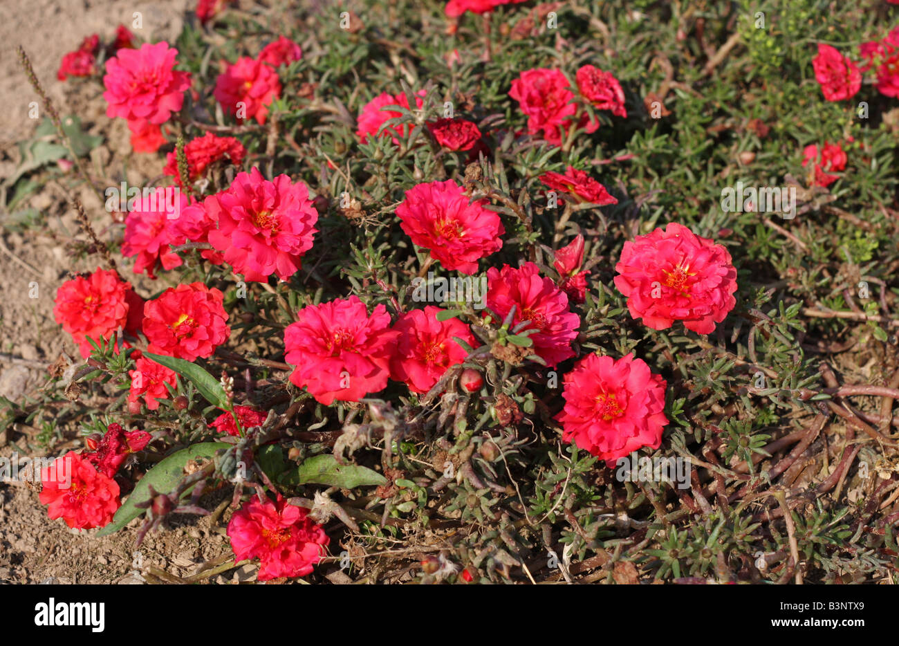 Wild red flowers on the ground Stock Photo - Alamy