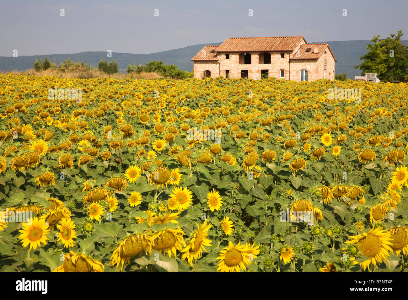 Tuscan landscape sunflowers hi-res stock photography and images - Alamy