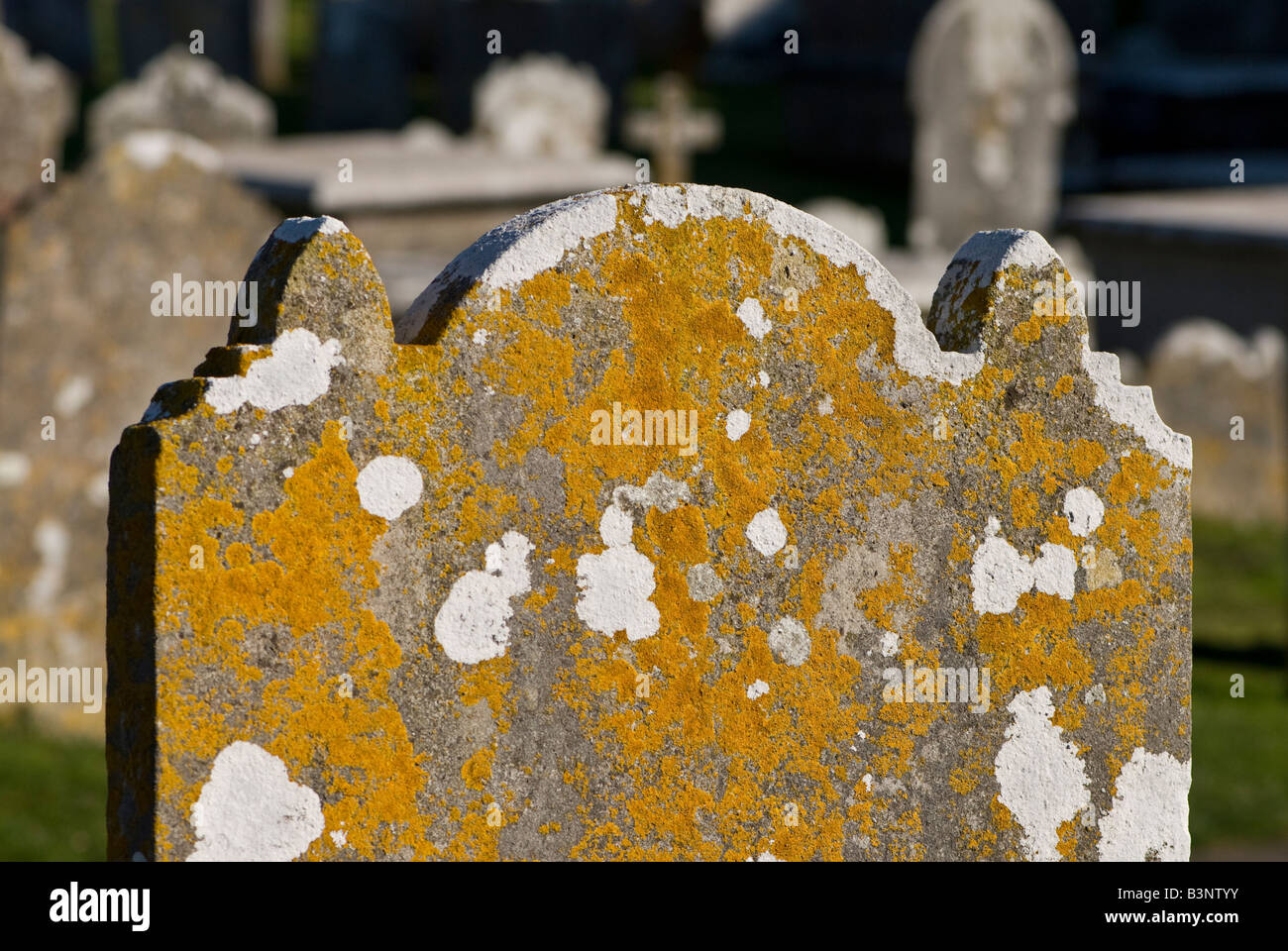 Lichen growing on a gravestone Stock Photo - Alamy