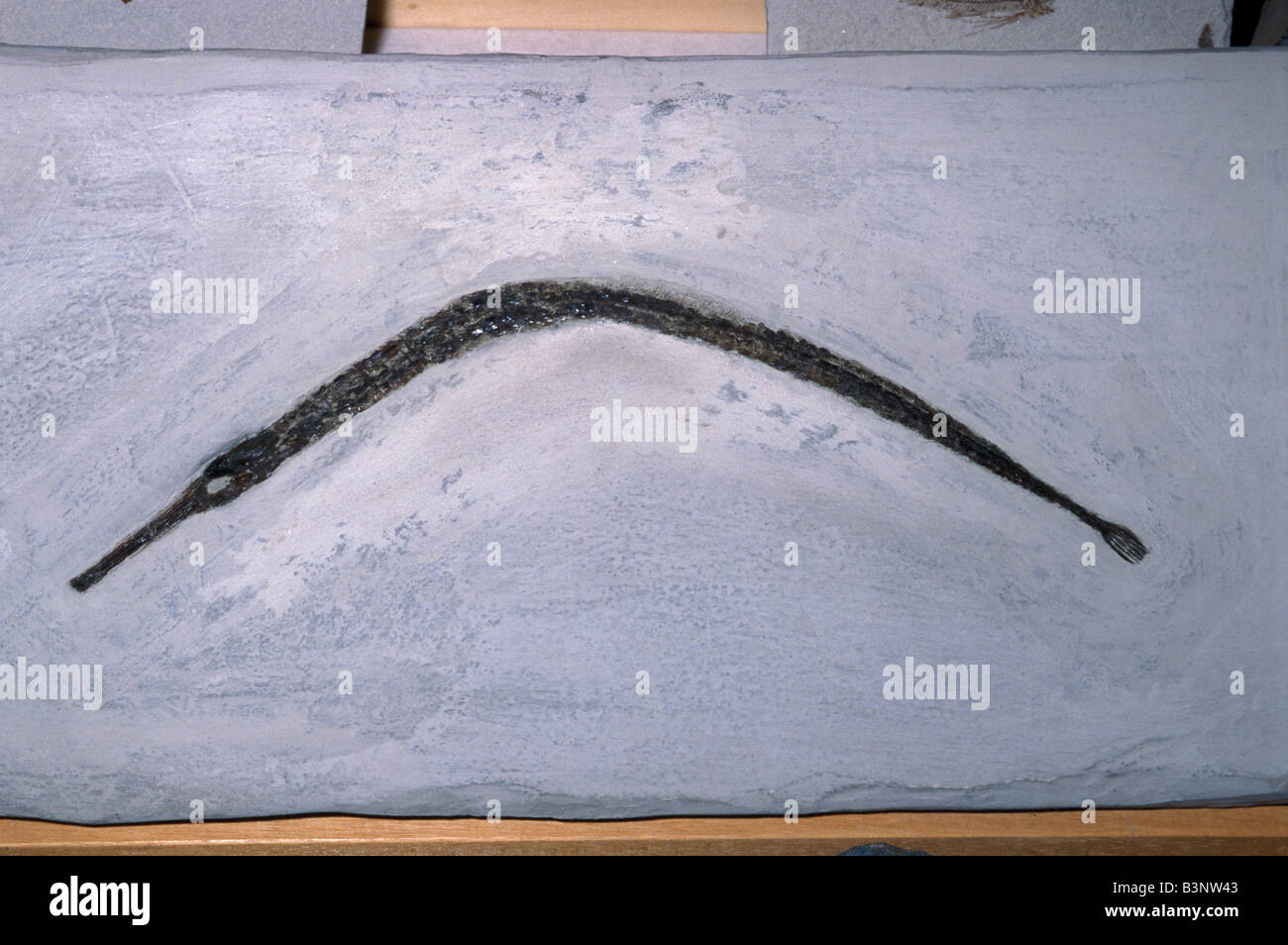 Fossil pipefish hi-res stock photography and images - Alamy