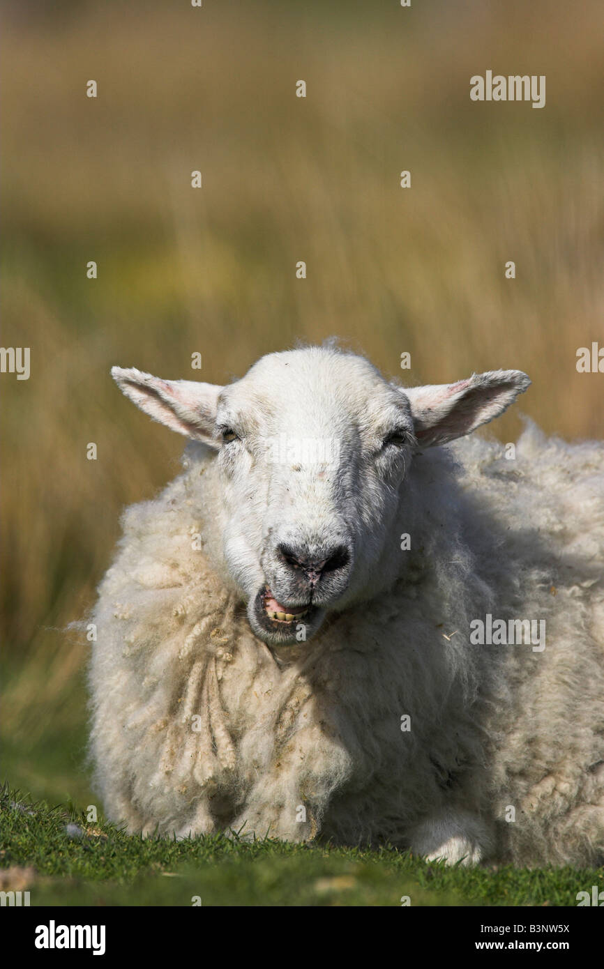 Scotland sheep teeth hi-res stock photography and images - Alamy