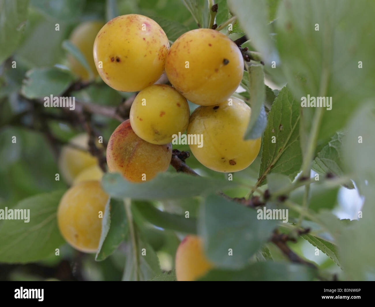Mirabelle trees prunus domestica syriaca hi-res stock photography and ...