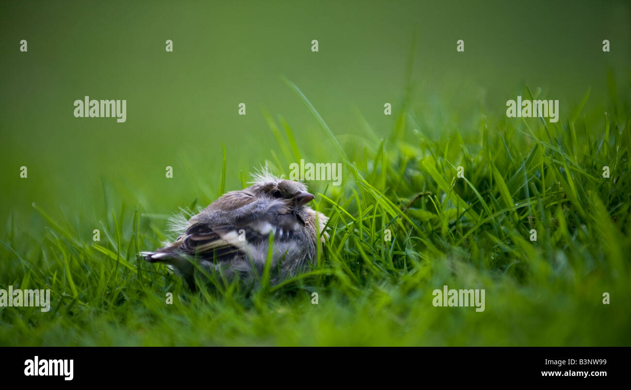 A Chaffinch Fledgling Sitting In Grass Field - Fringilla coelebs Stock ...