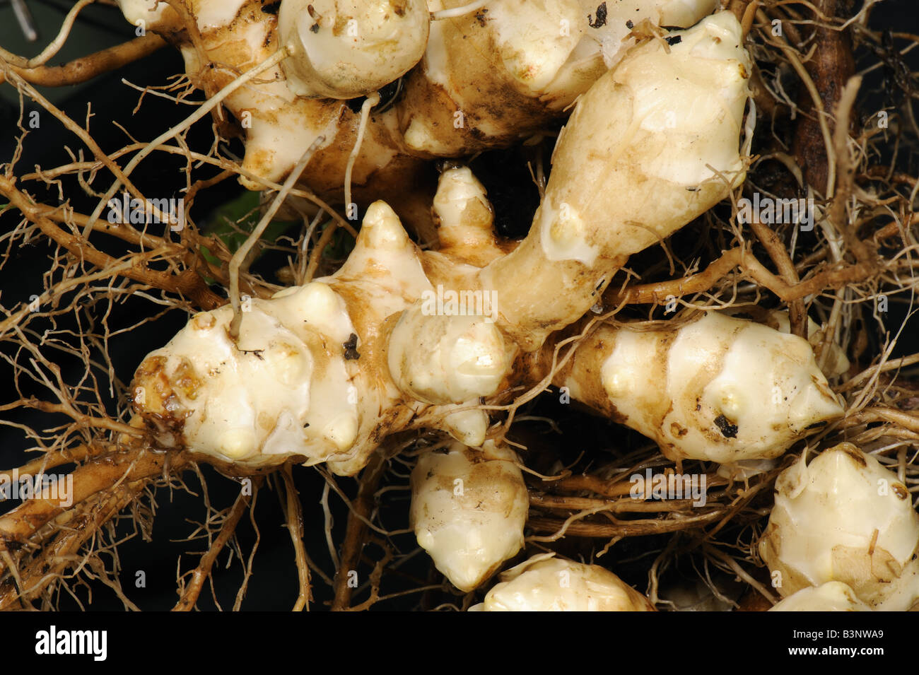 Tuber crop hi-res stock photography and images - Alamy