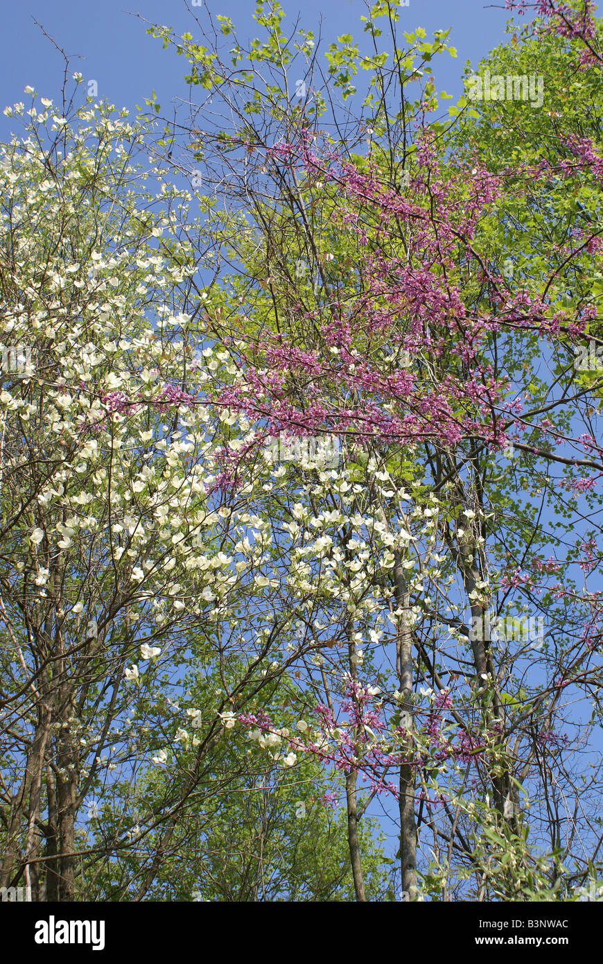 Springtime Flowering Trees Stock Photo - Alamy