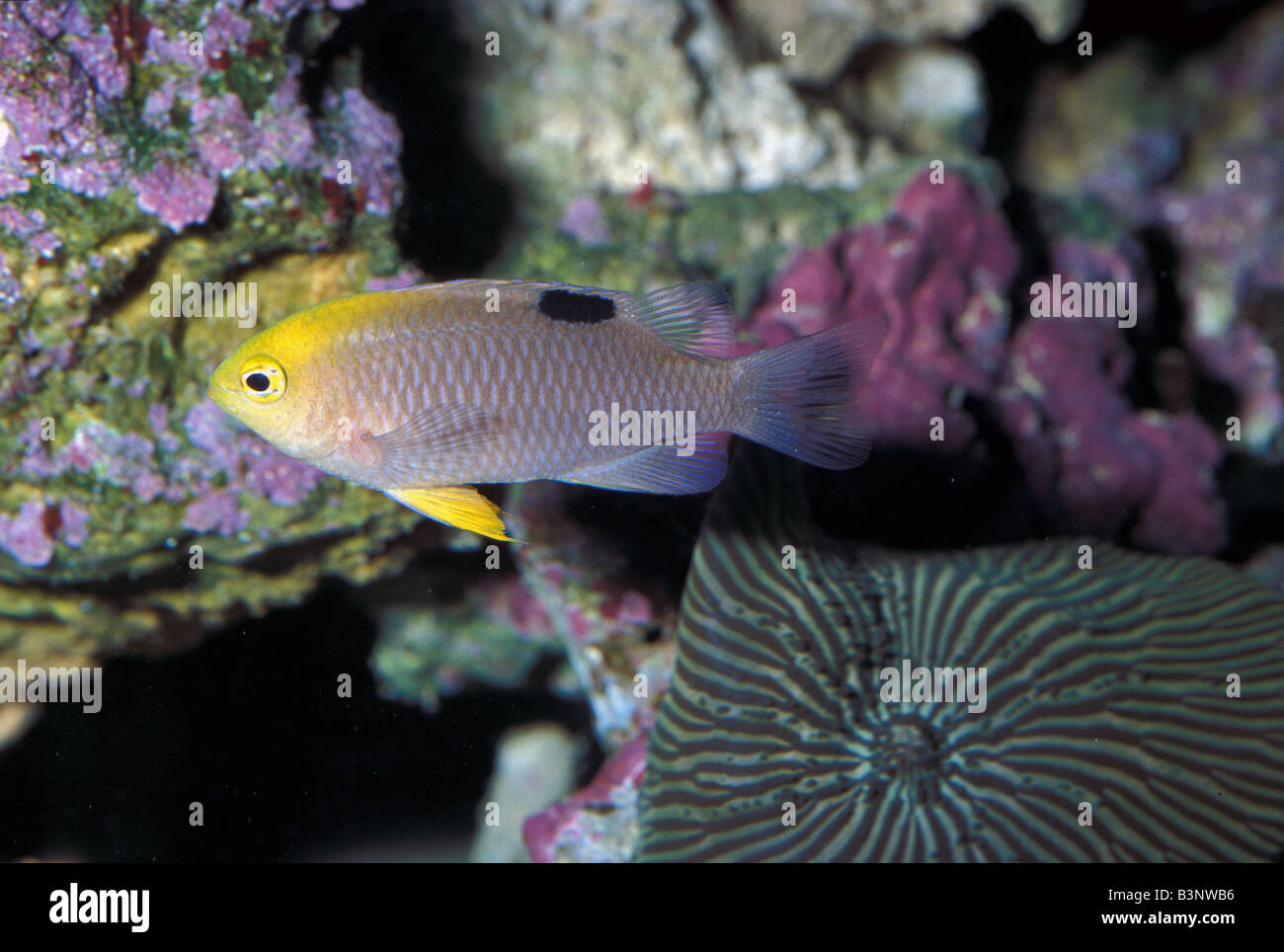 Pomacentridae fish fishes reef saltwater aquarium aquaria horizontal ...