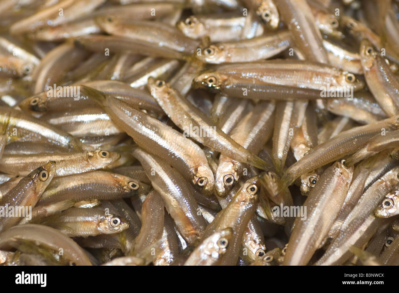 Whitebait fish Sydney fish market Stock Photo - Alamy