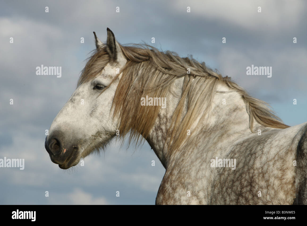 Portrait Of Percheron Horse High Resolution Stock Photography and ...