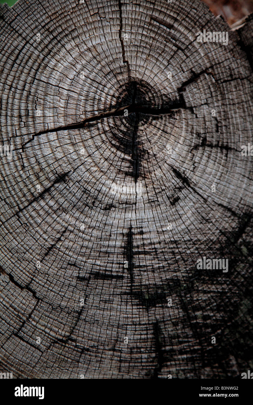 Annual growth rings on a tree stump with chainsaw marks Stock Photo - Alamy