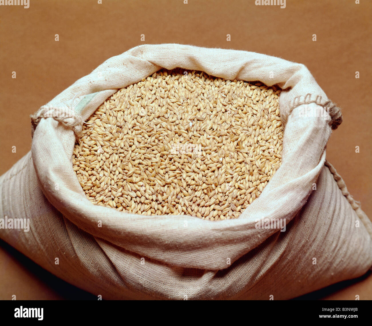 ONE OPEN SACK WITH BARLEY GRAINS Stock Photo - Alamy
