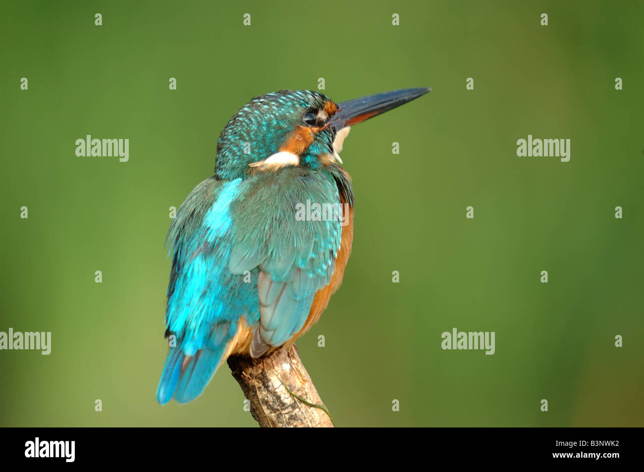 A picture of a bird Stock Photo - Alamy