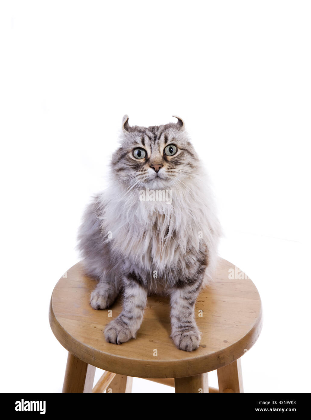 Cat on stool hi-res stock photography and images - Alamy