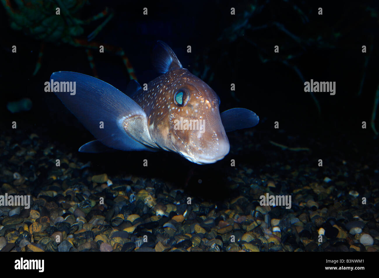 Spotted ratfish Hydrolagus colliei captive Stock Photo - Alamy