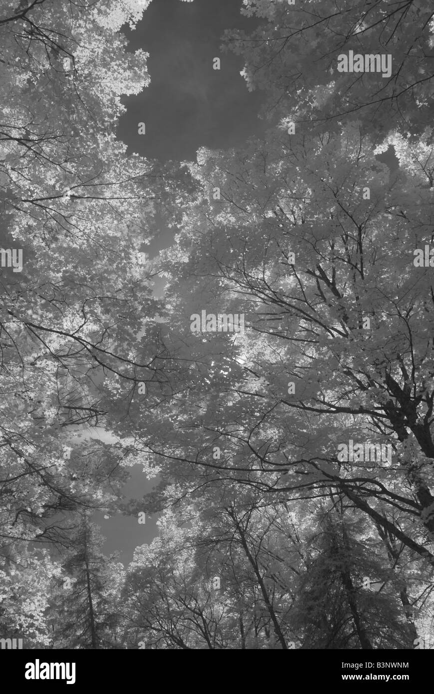 A infrared forest picture Stock Photo - Alamy