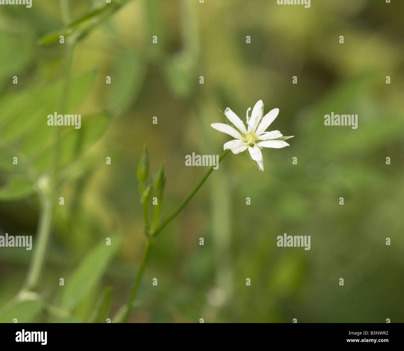 Greater stitchwort flower Stellaria holostea Stock Photo - Alamy