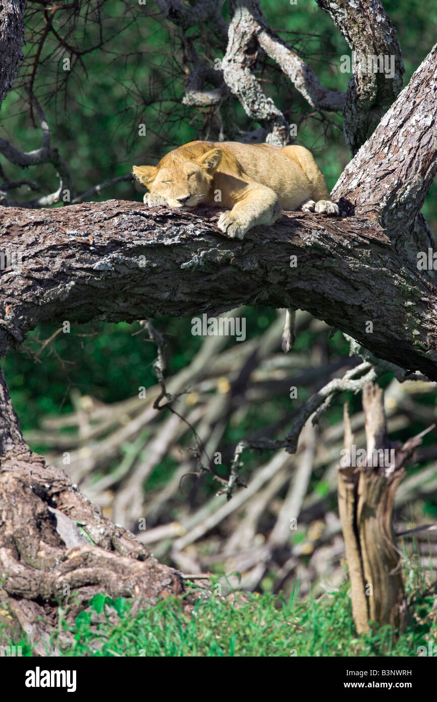 Lion climb hi-res stock photography and images - Alamy