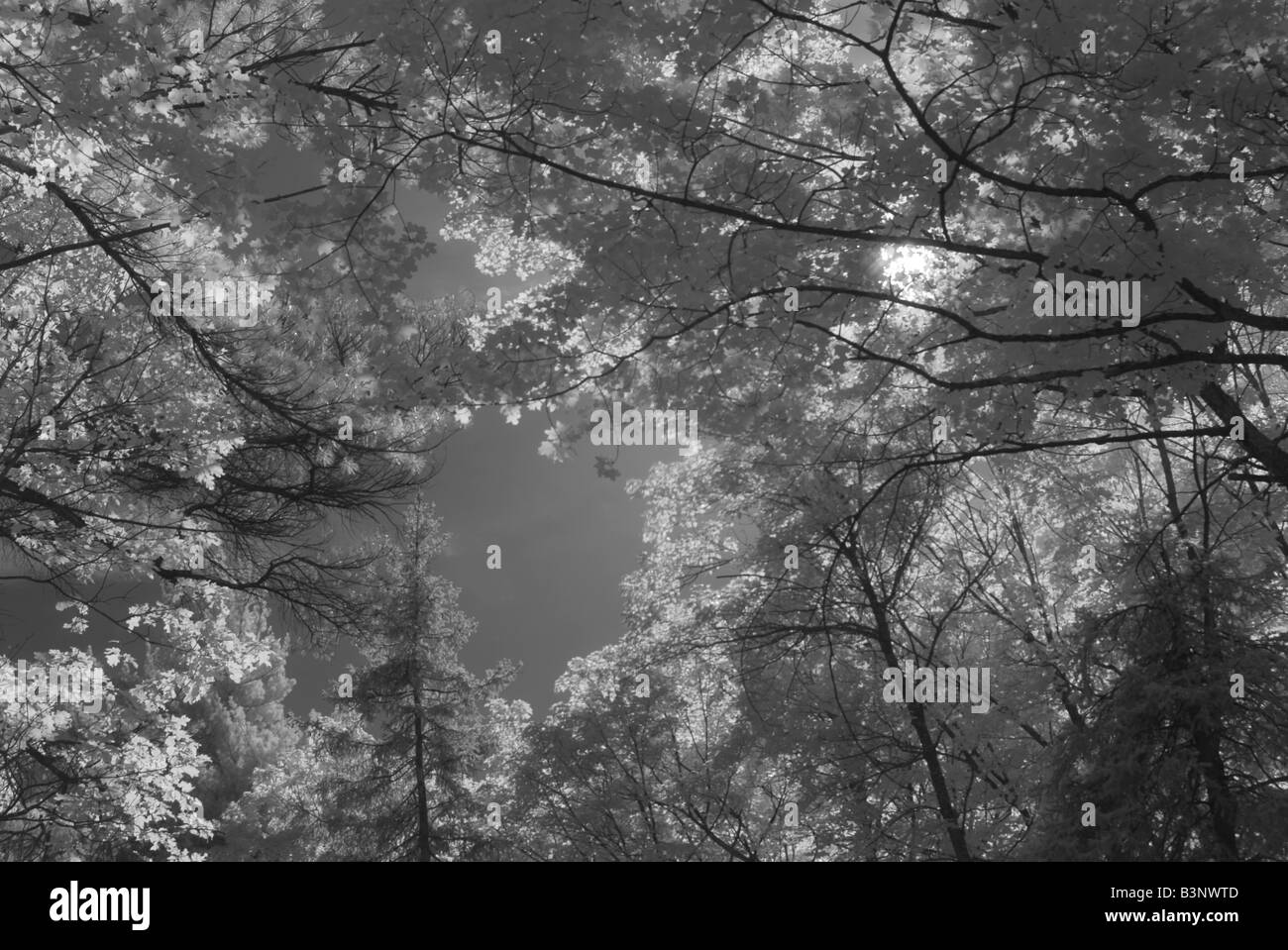 A infrared forest picture Stock Photo - Alamy